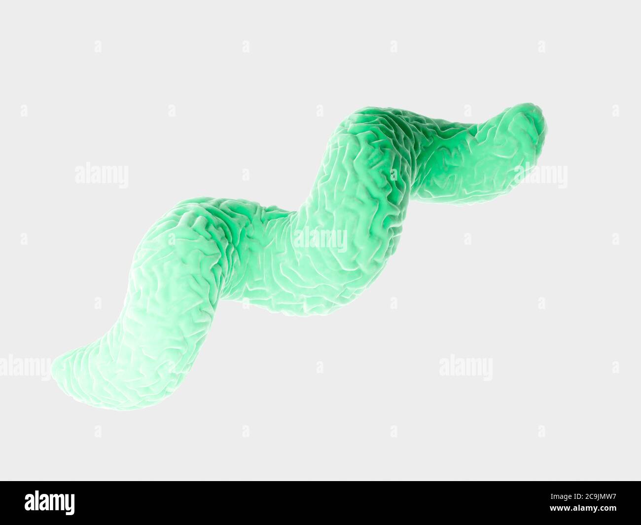 Campylobacter bacteria, computer illustration Stock Photo - Alamy