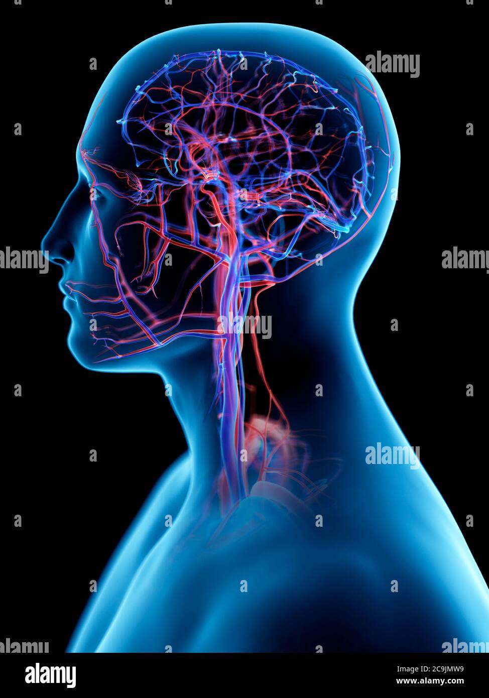 Vascular system of the head, computer illustration Stock Photo - Alamy