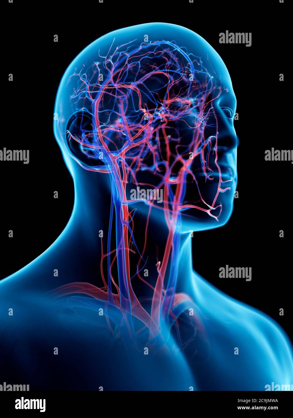 Vascular system of the head, computer illustration Stock Photo - Alamy