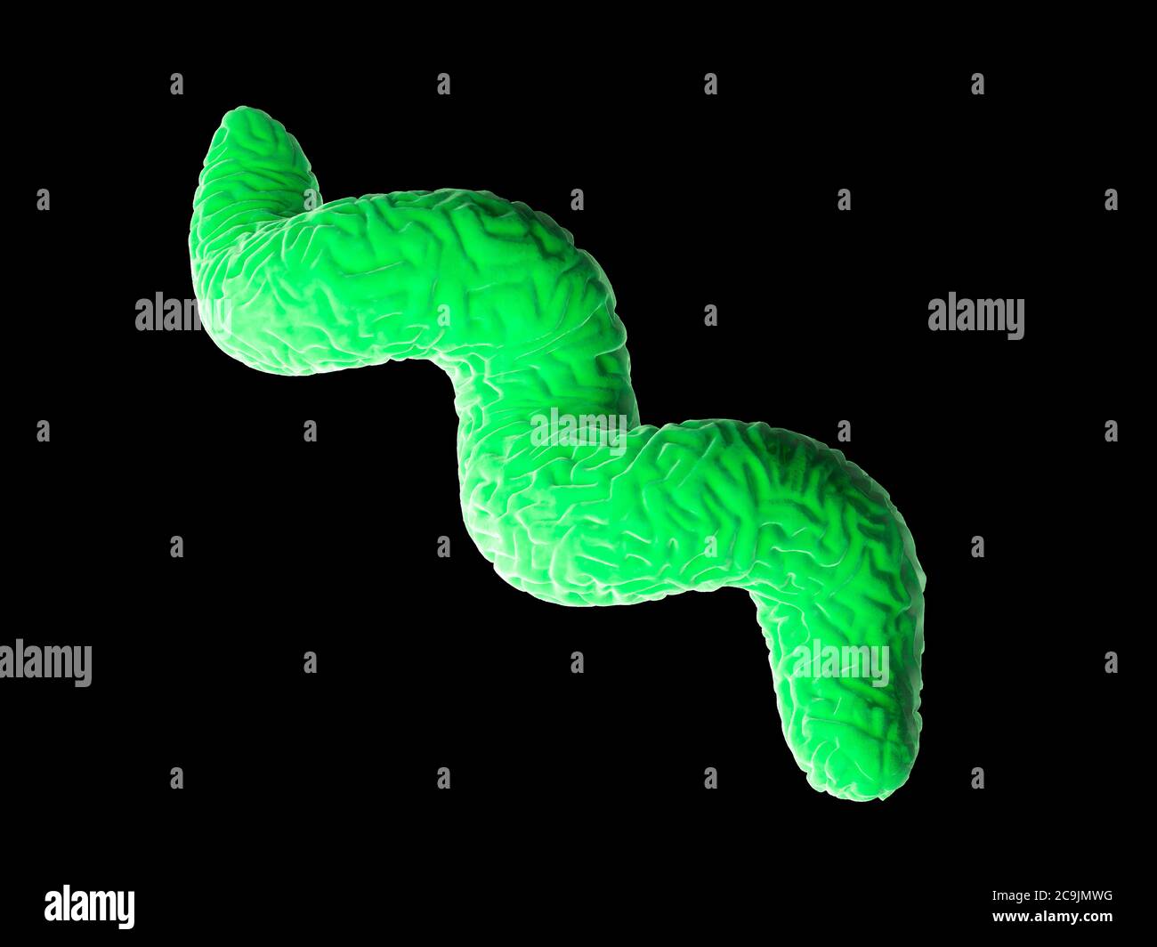 Campylobacter bacteria, computer illustration Stock Photo - Alamy