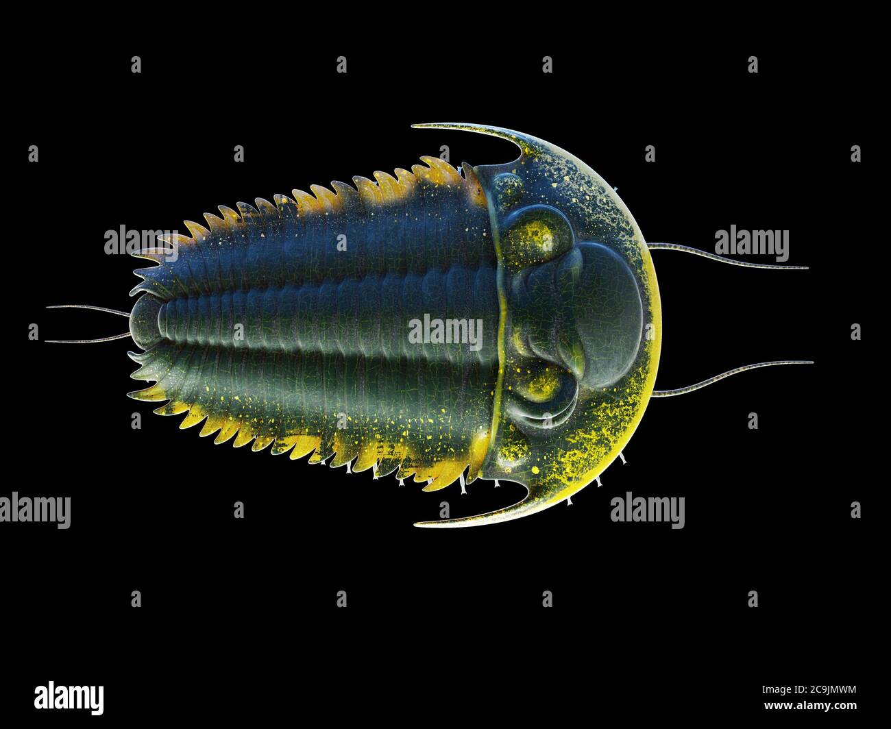 Trilobite illustration hi-res stock photography and images - Alamy