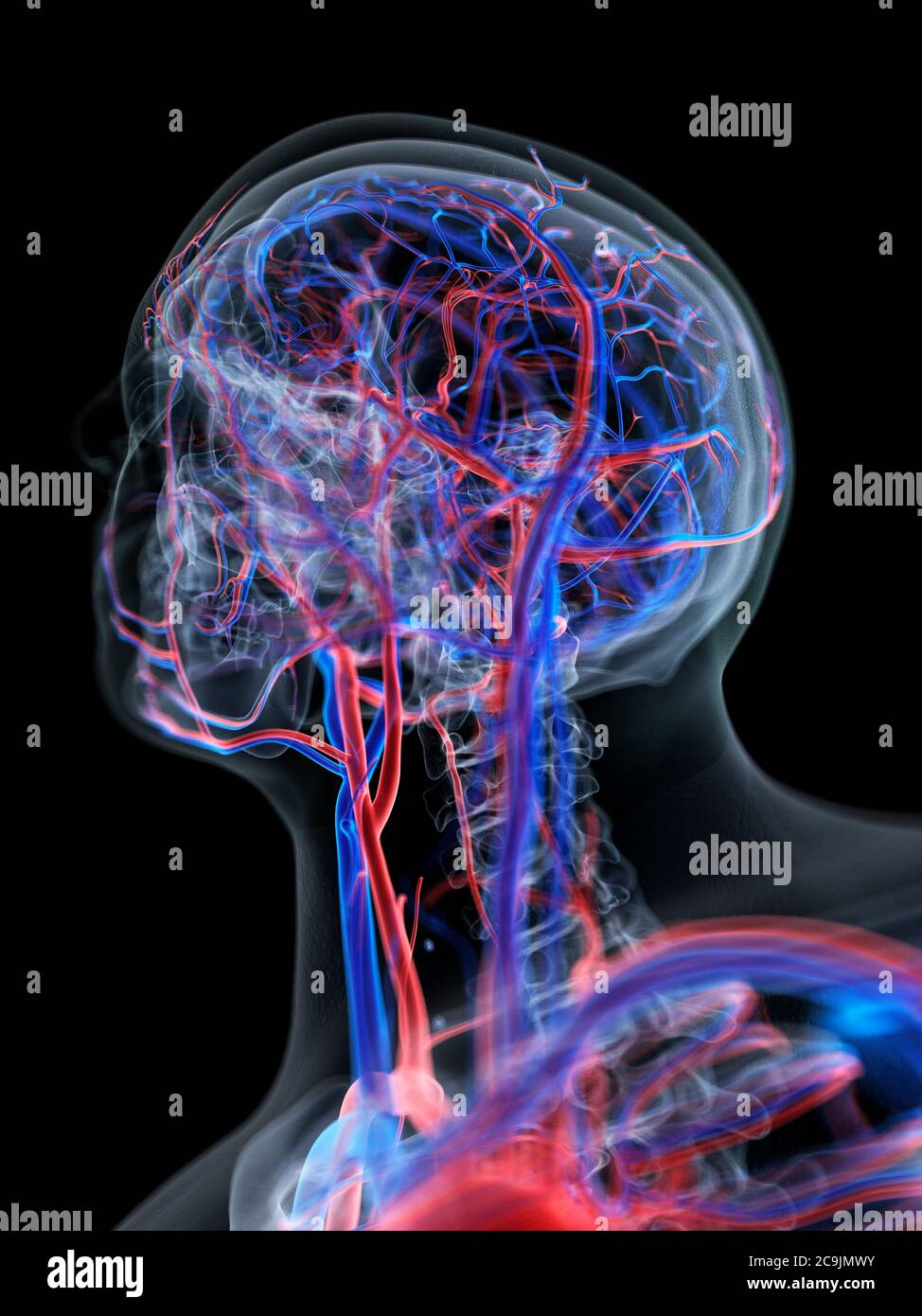 Vascular system of the head, computer illustration Stock Photo - Alamy