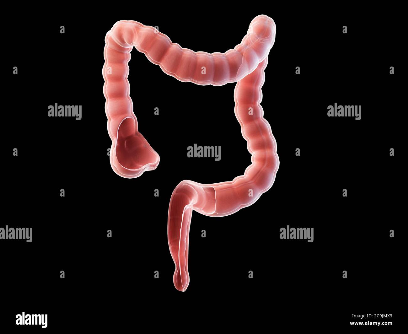 Colon anatomy, computer illustration Stock Photo - Alamy