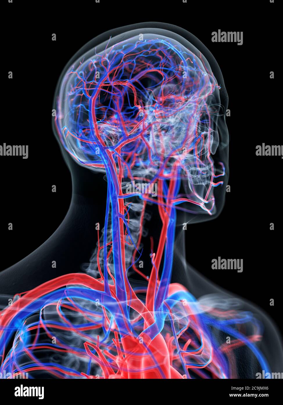 Vascular system of the head, computer illustration Stock Photo - Alamy