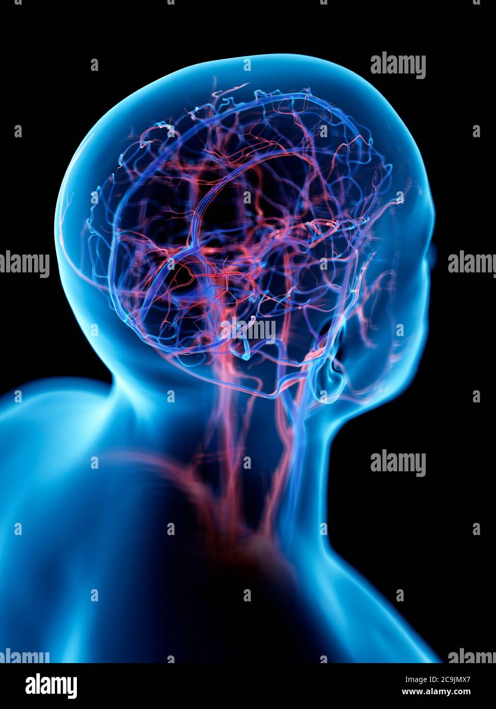 Vascular system of the head, computer illustration Stock Photo - Alamy