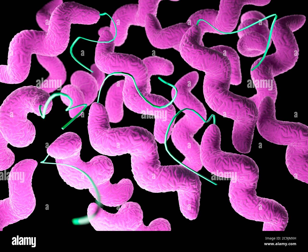 Campylobacter jejuni bacteria hi-res stock photography and images - Alamy