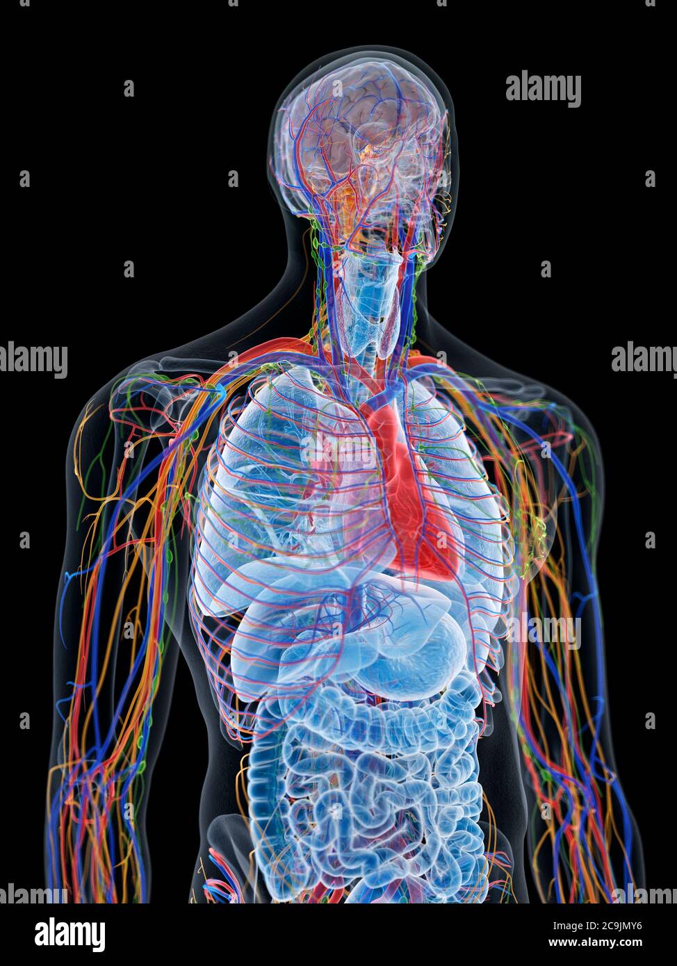 Upper body anatomy, computer illustration Stock Photo - Alamy