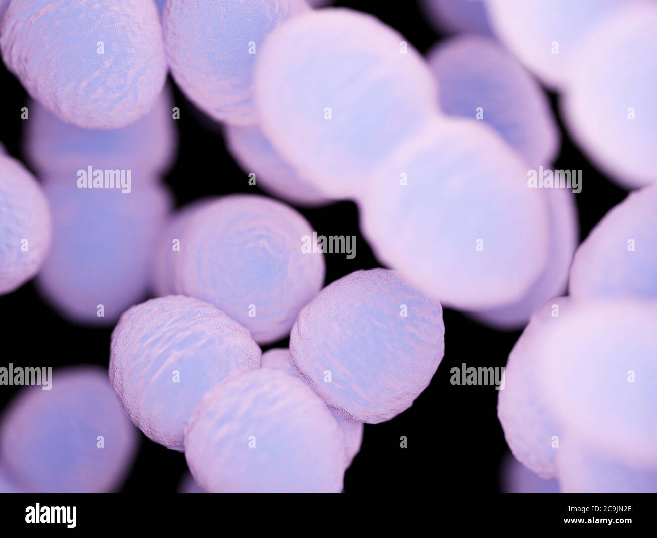 Enterococcus Faecalis High Resolution Stock Photography and Images - Alamy