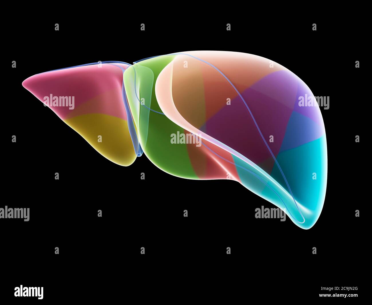 Liver anatomy, computer illustration Stock Photo - Alamy