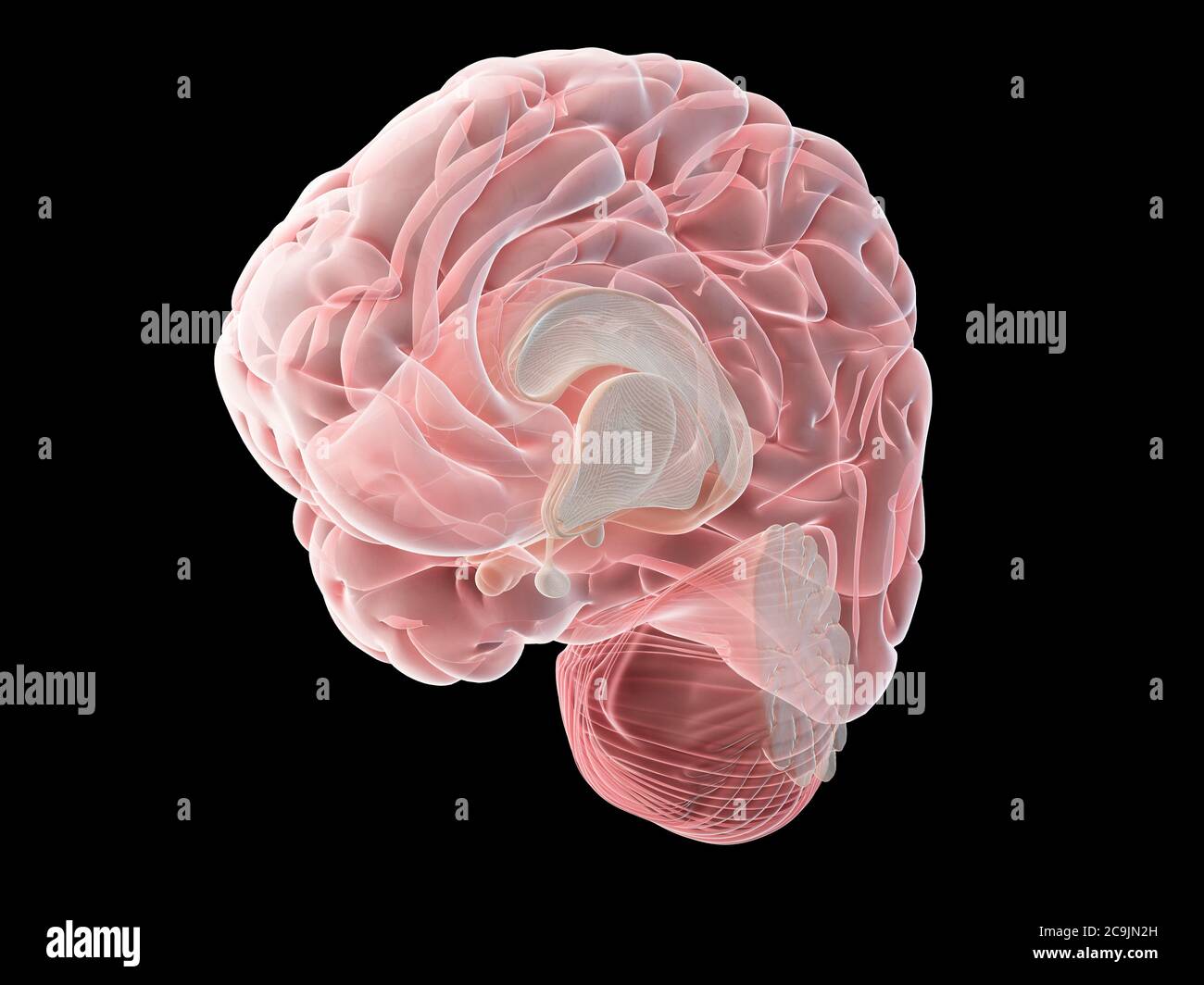 Human brain, computer illustration Stock Photo - Alamy