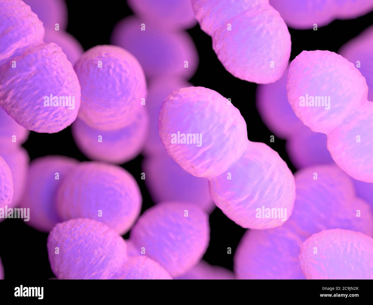 Enterococcus faecalis hi-res stock photography and images - Alamy