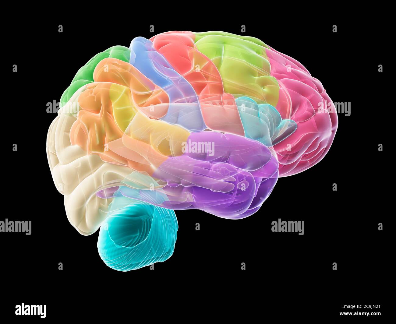 Human brain, computer illustration Stock Photo - Alamy
