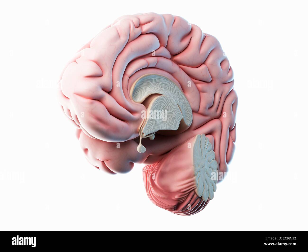 Human brain, computer illustration Stock Photo - Alamy