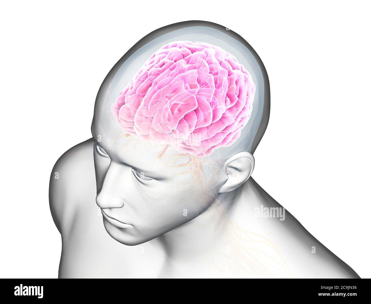 Anatomy human body organs brain Cut Out Stock Images & Pictures - Alamy