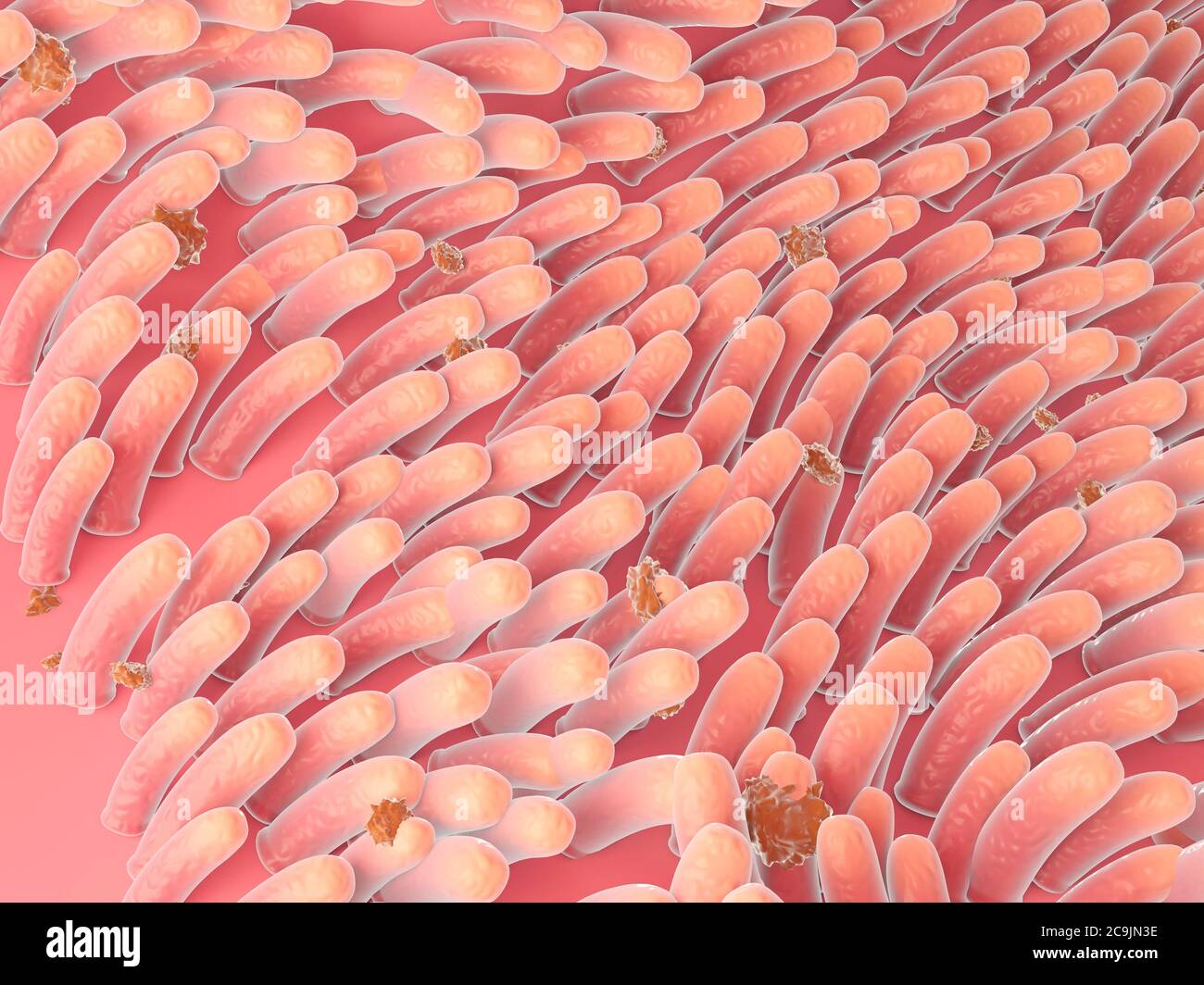 Muscularis mucosae hi-res stock photography and images - Alamy