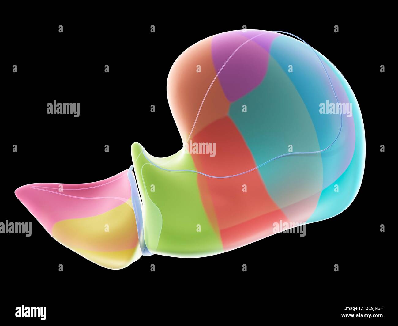 Liver anatomy, computer illustration Stock Photo - Alamy