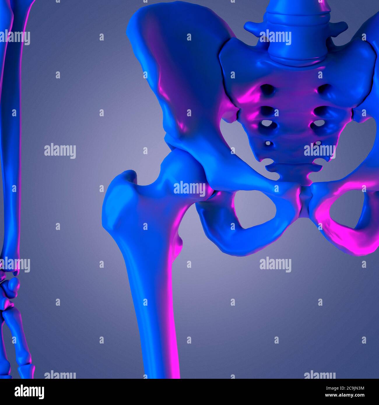 Hip joint, computer illustration Stock Photo - Alamy