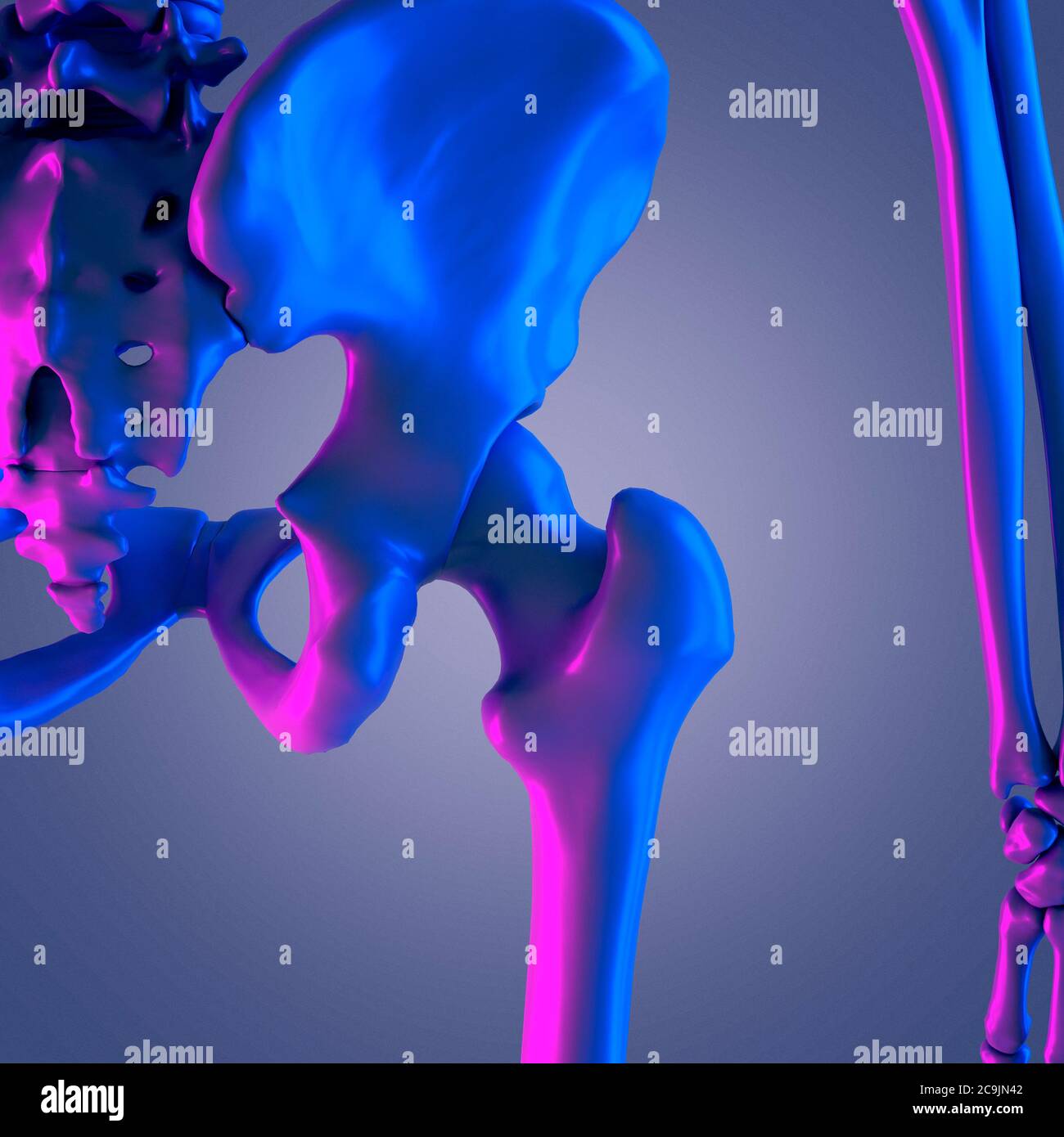 Hip joint, computer illustration Stock Photo - Alamy