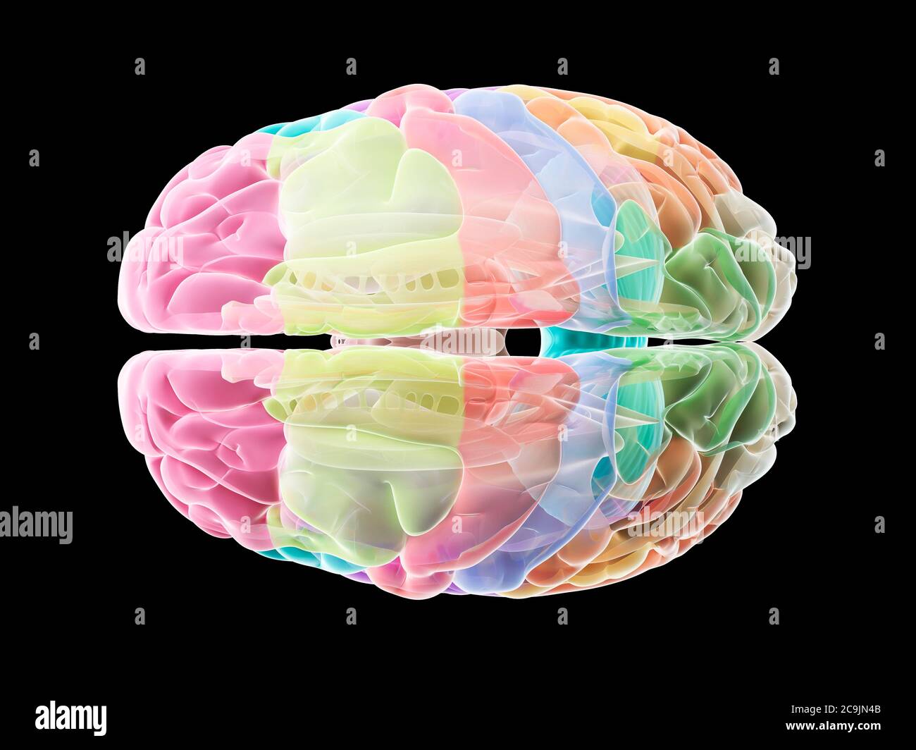 Human brain, computer illustration Stock Photo - Alamy