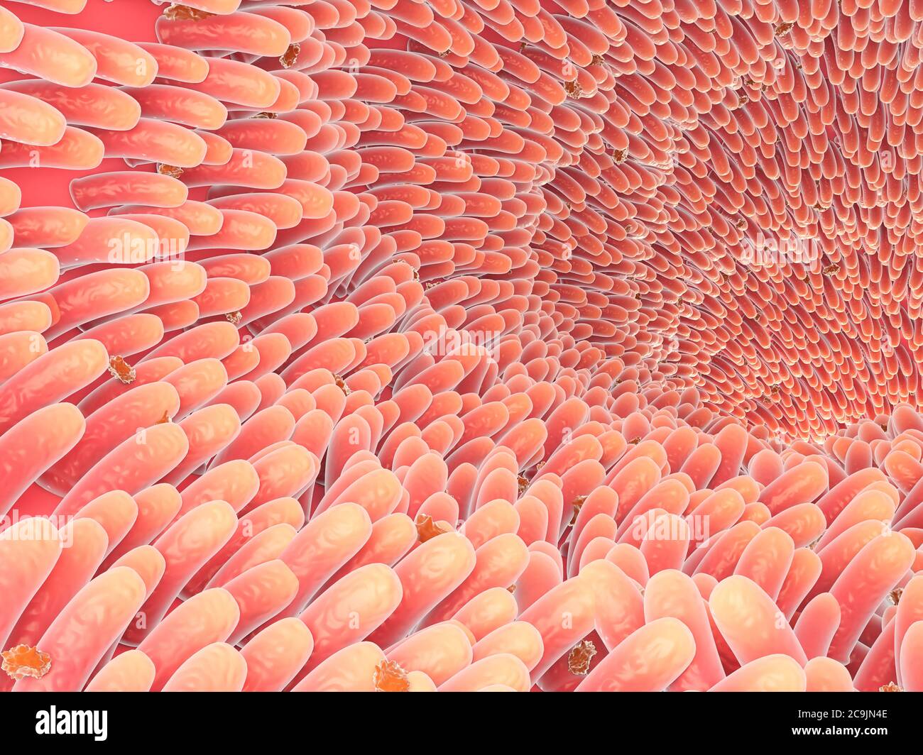 Large intestine mucosae hi-res stock photography and images - Alamy