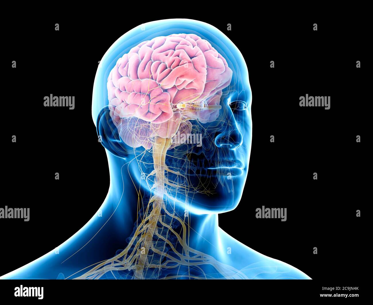 Human brain, computer illustration Stock Photo - Alamy