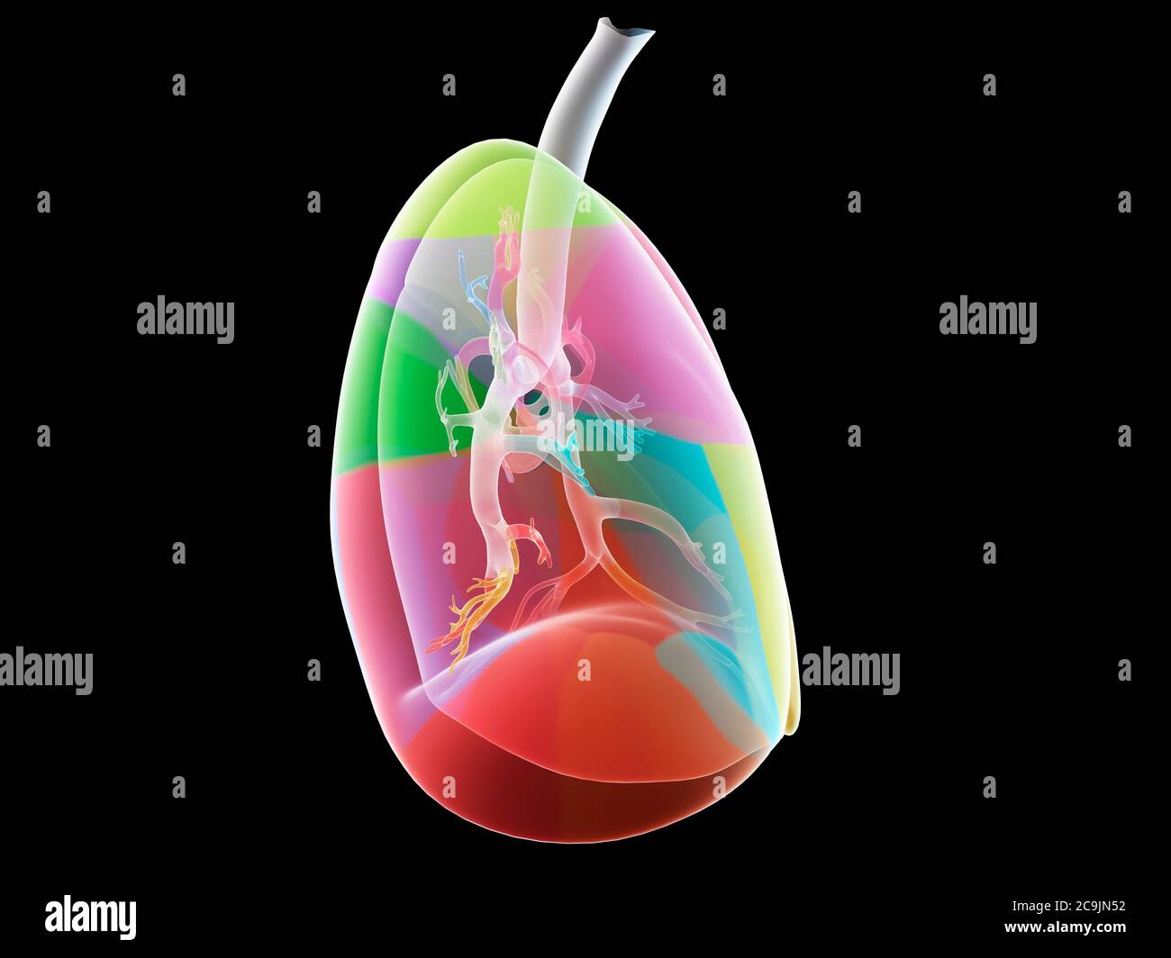 Lung anatomy, computer illustration Stock Photo - Alamy