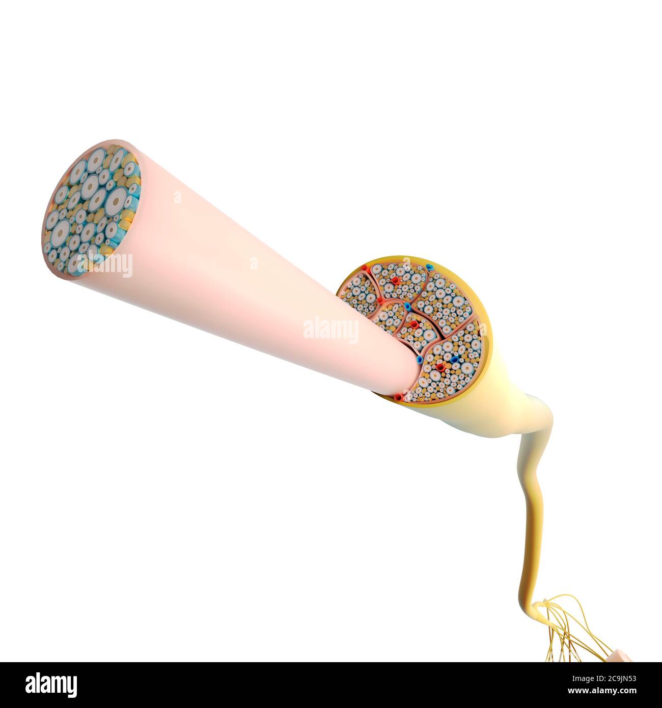 Nerve structure, computer illustration Stock Photo - Alamy