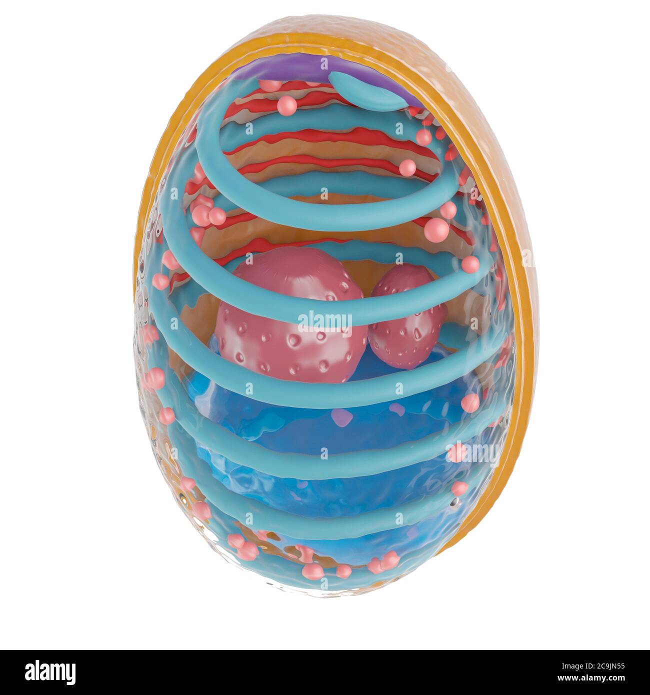 Spore-forming parasite (Microsporidia), computer illustration Stock ...