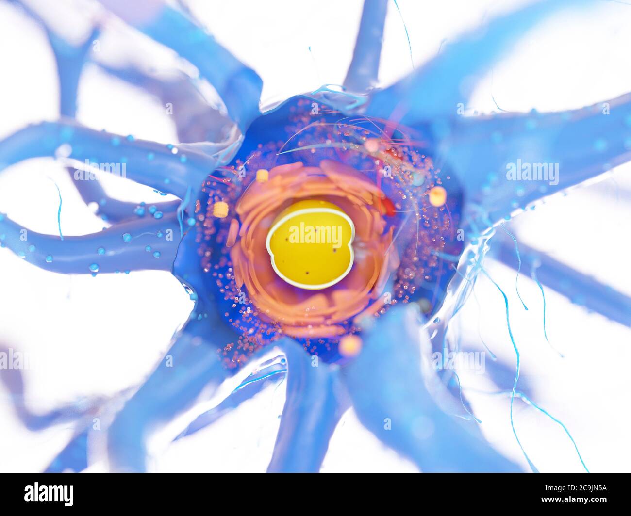 Spinal nerve cell hi-res stock photography and images - Alamy