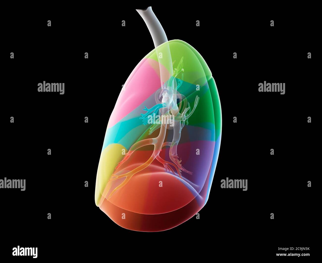 Lung anatomy, computer illustration Stock Photo - Alamy