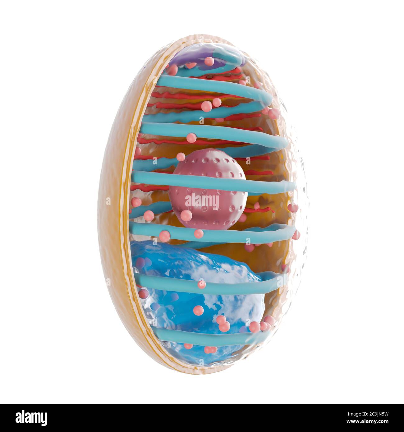 Spore-forming parasite (Microsporidia), computer illustration Stock ...