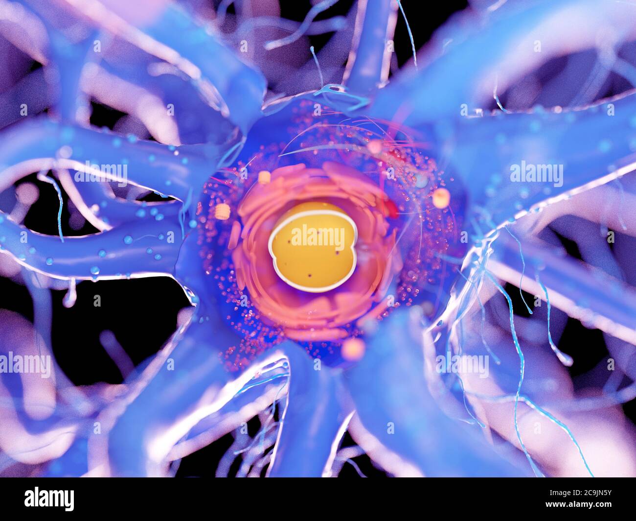 Spinal nerve cell hi-res stock photography and images - Alamy