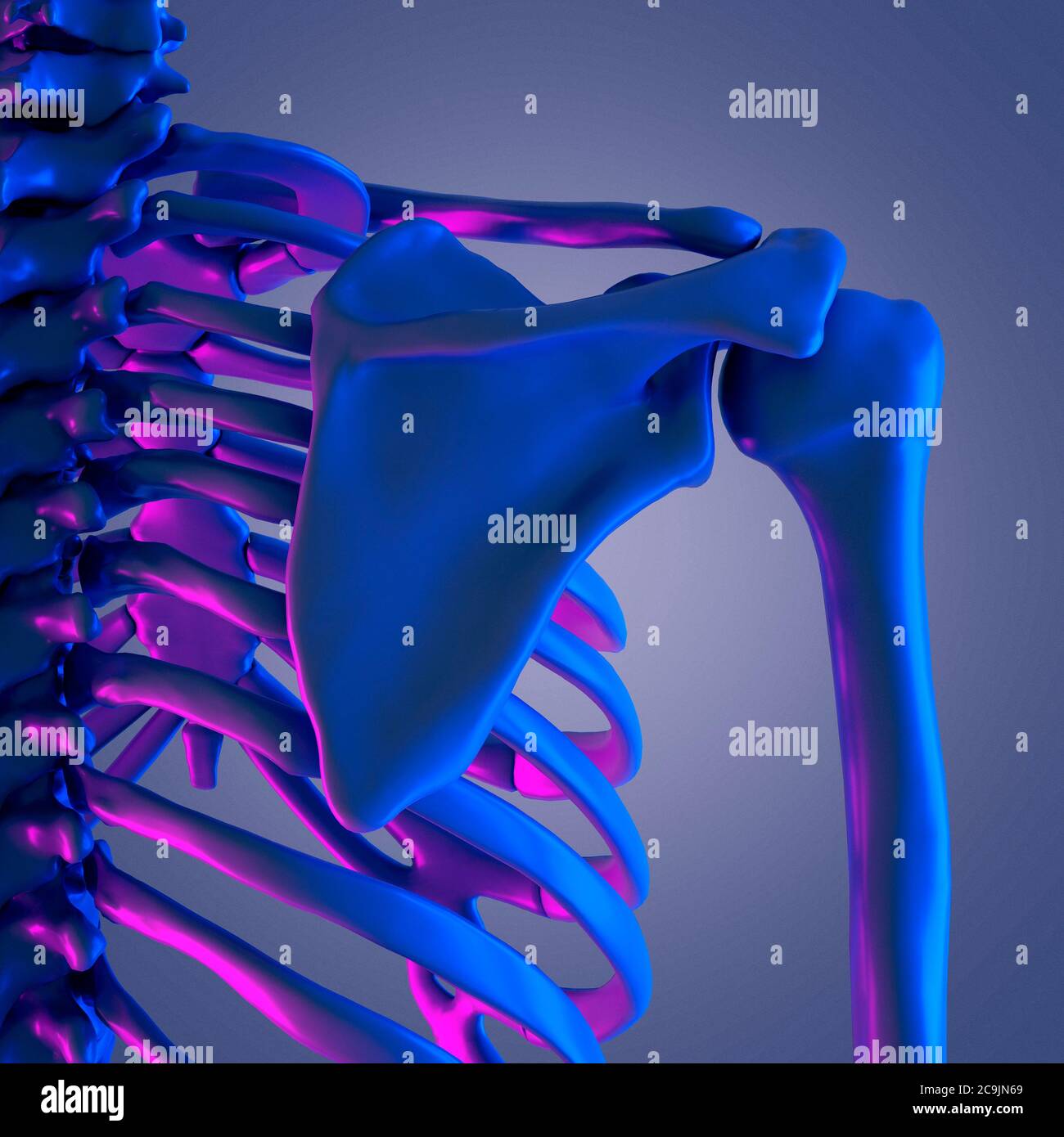 Shoulder bones, computer illustration Stock Photo - Alamy