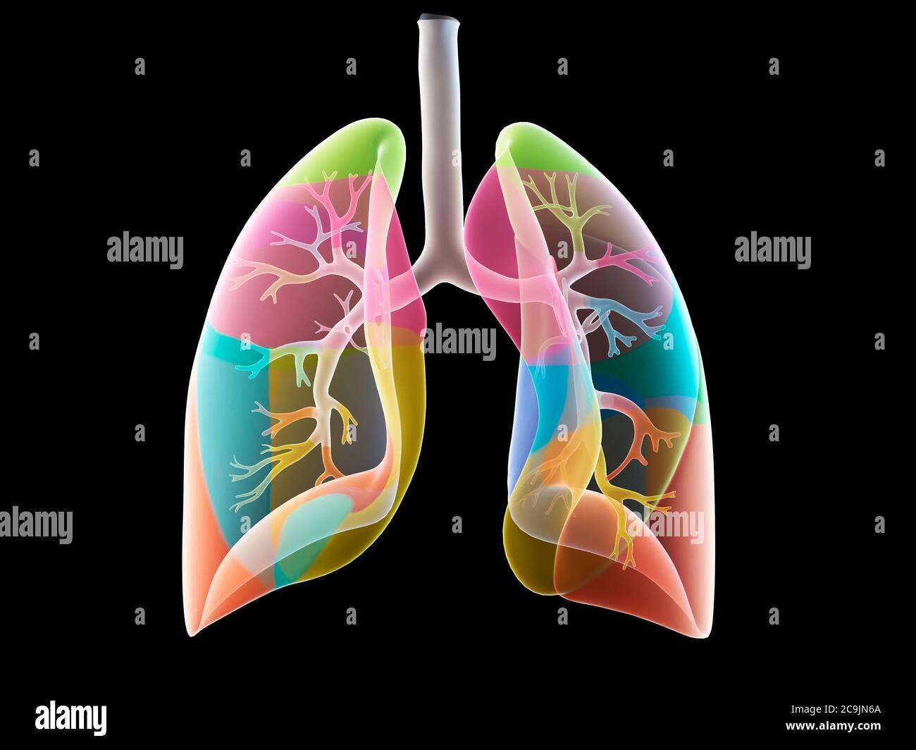 Lung anatomy, computer illustration Stock Photo - Alamy