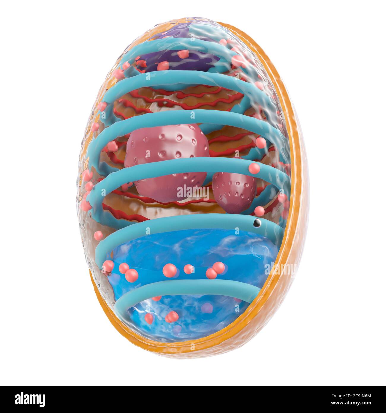 Spore-forming parasite (Microsporidia), computer illustration Stock ...