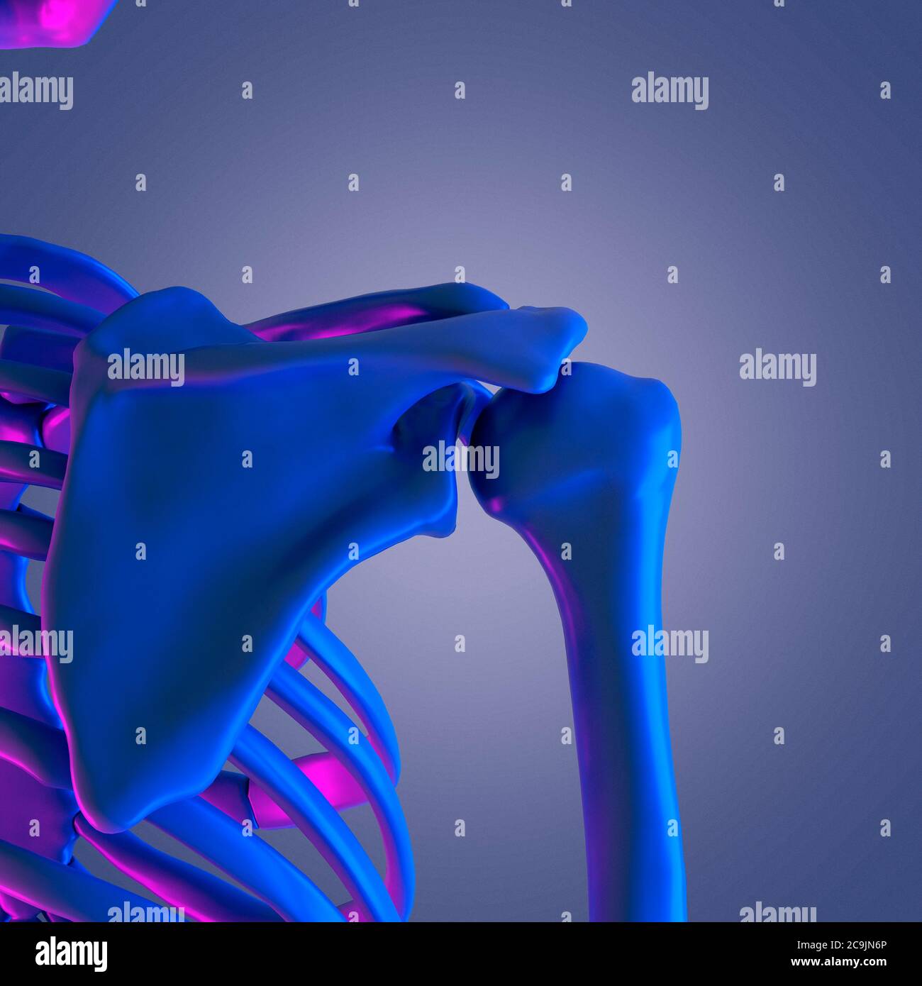 Shoulder bones, computer illustration Stock Photo - Alamy