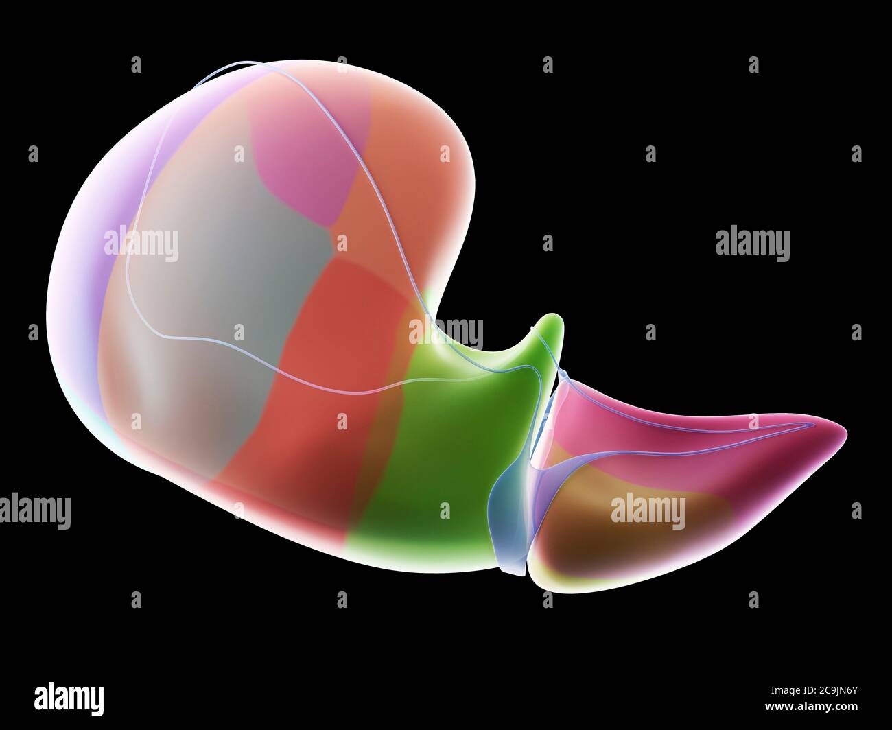 Liver anatomy, computer illustration Stock Photo - Alamy