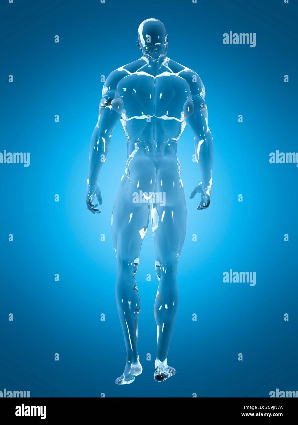 Male anatomy, computer illustration Stock Photo - Alamy