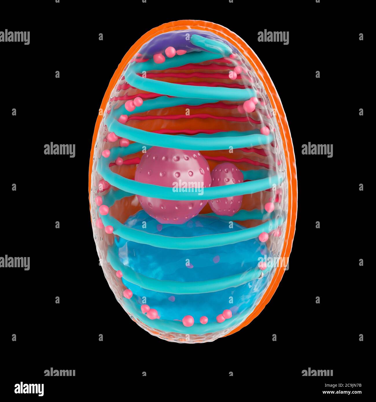 Spore-forming parasite (Microsporidia), computer illustration Stock ...