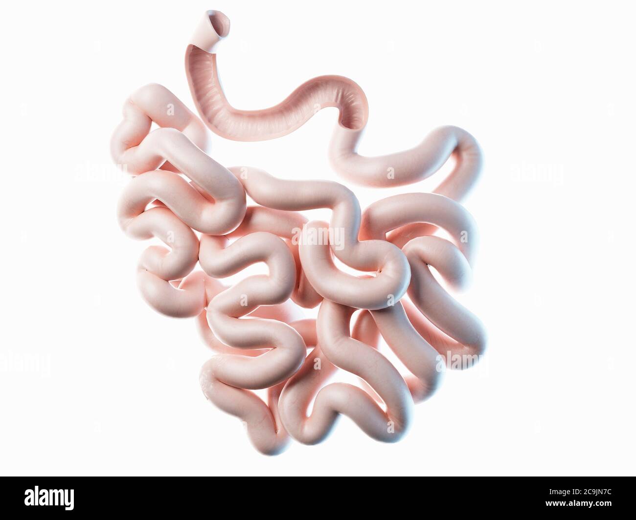 Healthy small intestine artwork Cut Out Stock Images & Pictures - Alamy