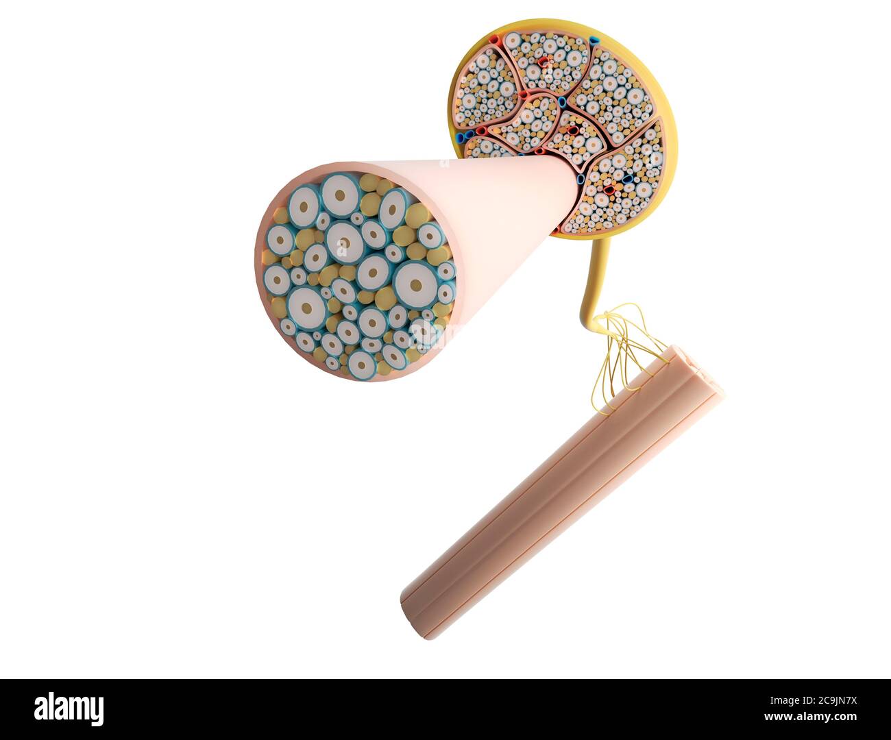 Nerve structure, computer illustration Stock Photo - Alamy