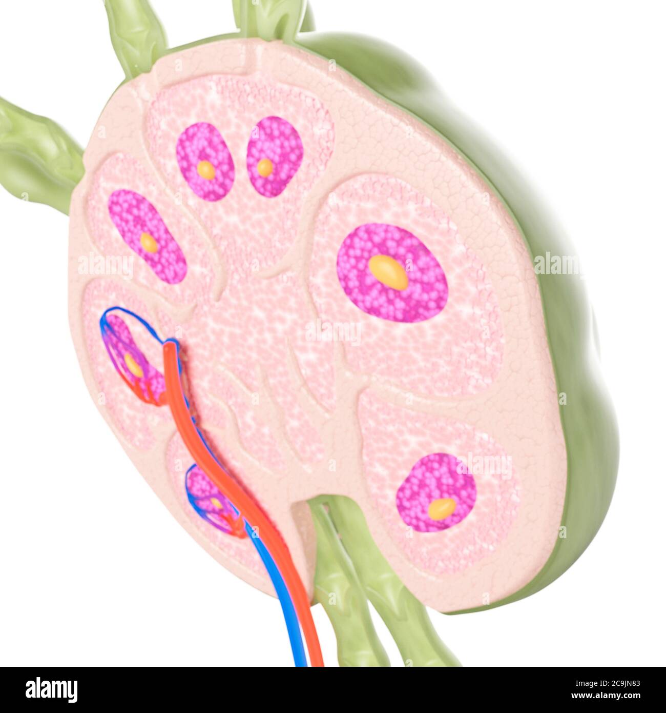 Lymph node, computer illustration Stock Photo - Alamy