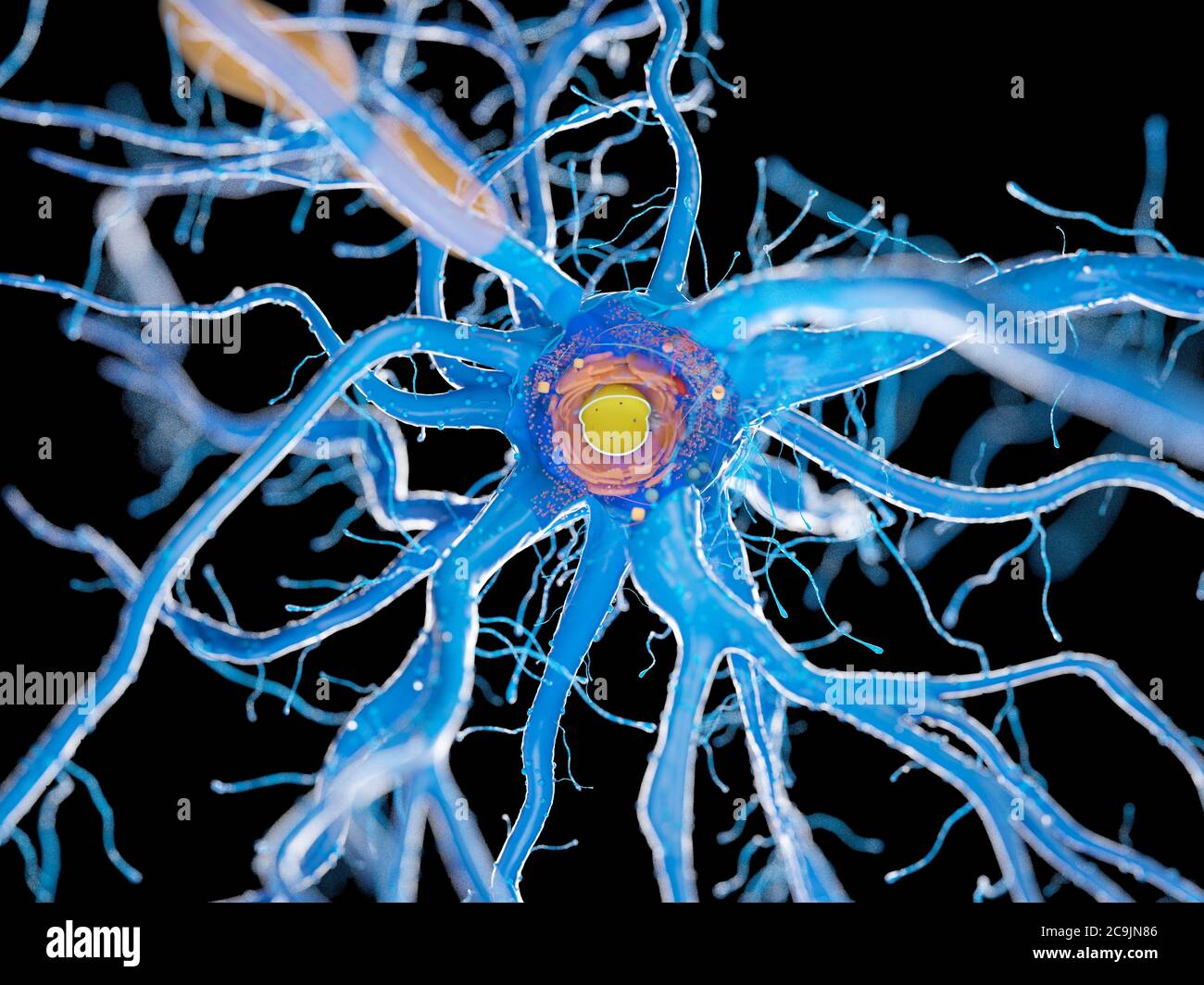 Spinal nerve cell hi-res stock photography and images - Alamy