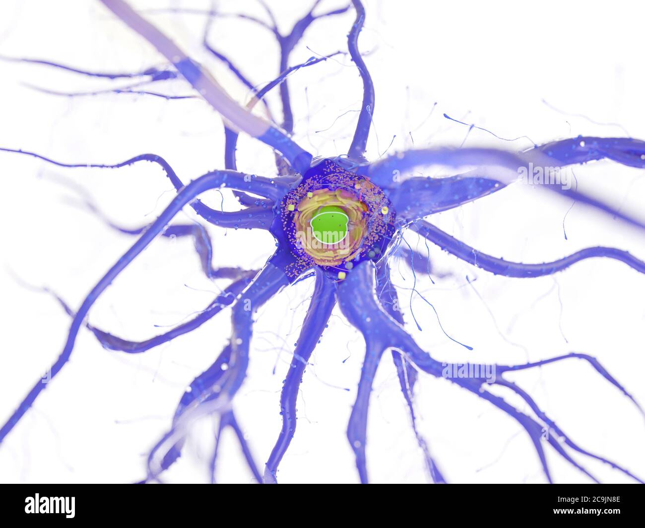 Nerve cell, computer illustration Stock Photo - Alamy