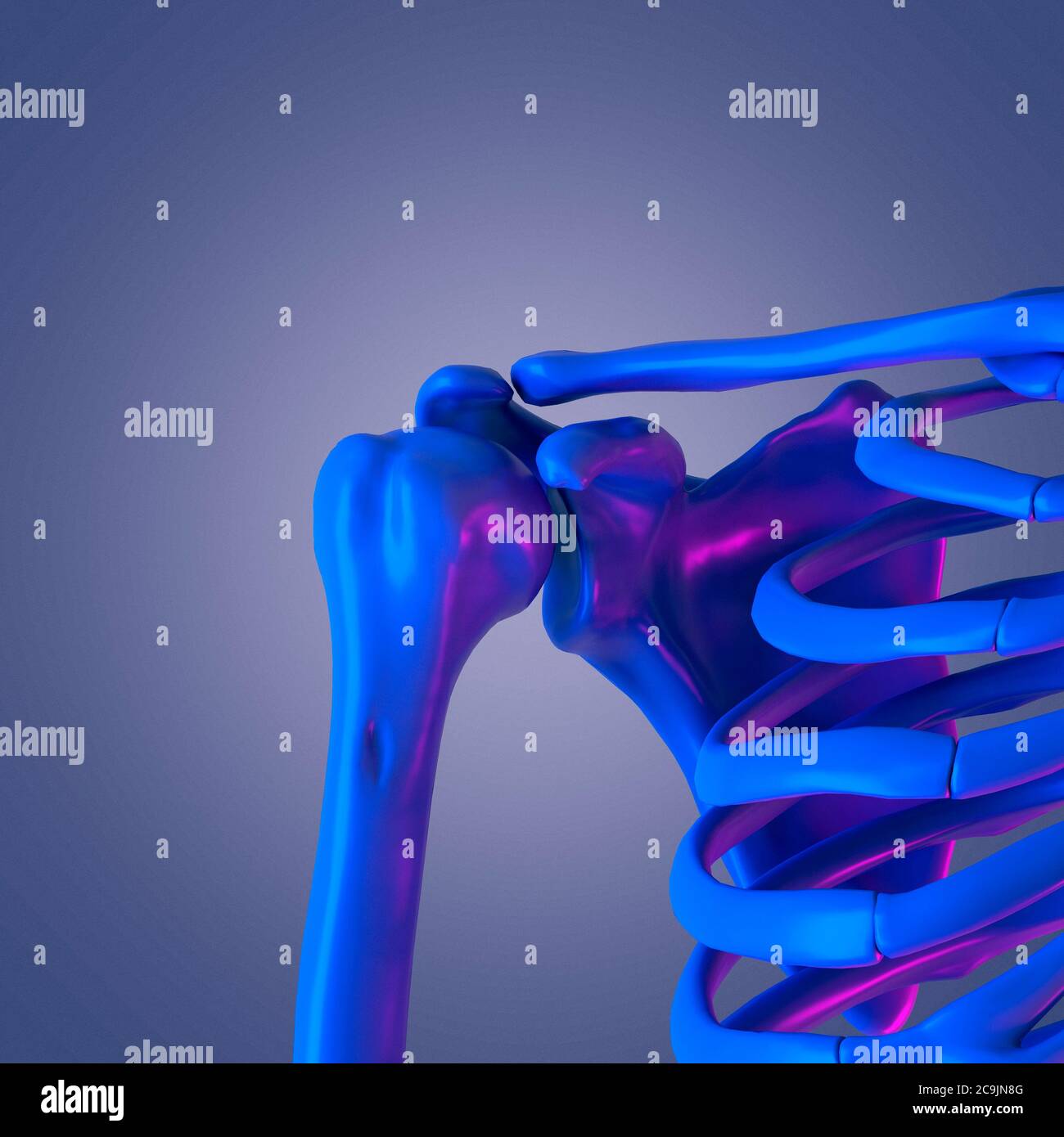 Shoulder bones, computer illustration Stock Photo - Alamy