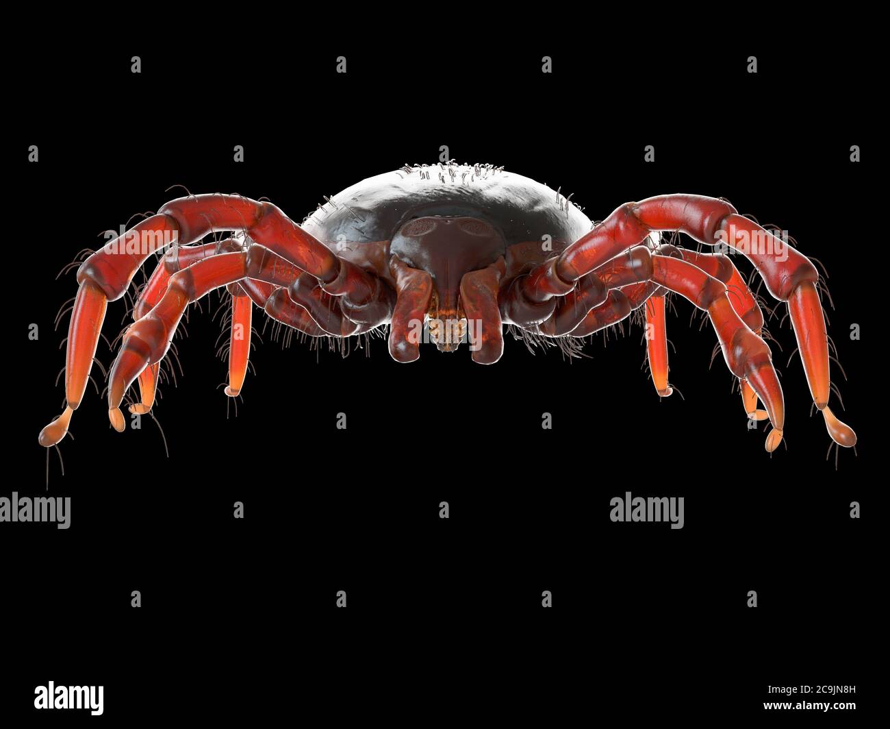 Tick, computer illustration Stock Photo - Alamy