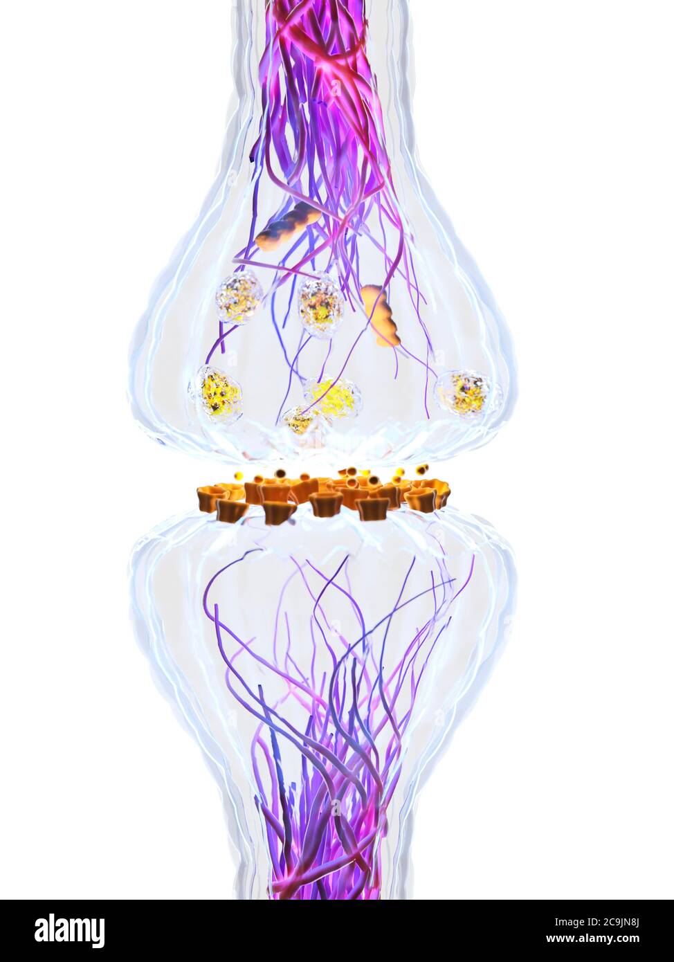 Synapse, computer illustration Stock Photo - Alamy