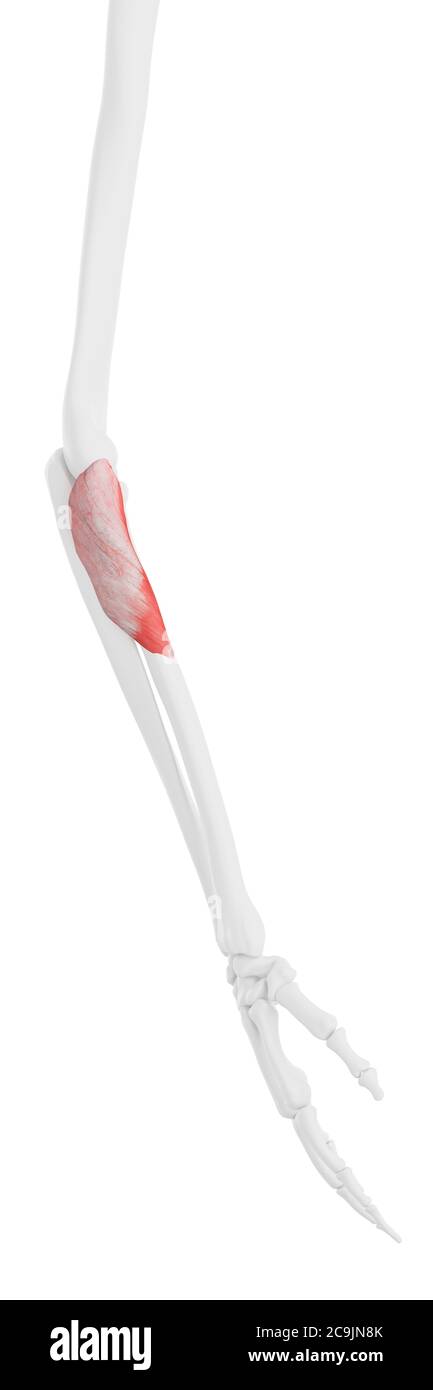 Supinator muscle hi-res stock photography and images - Alamy