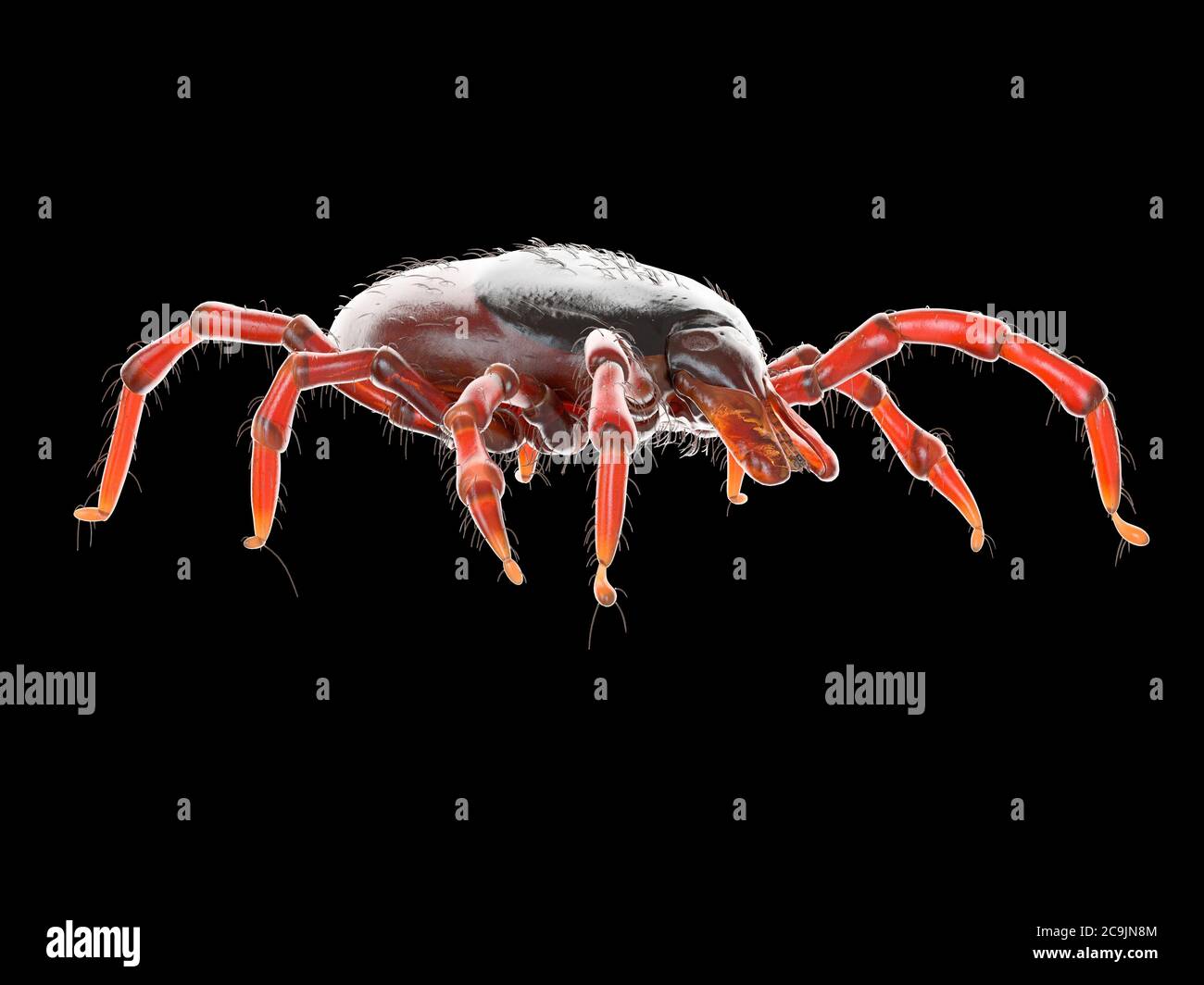 Tick, computer illustration Stock Photo - Alamy