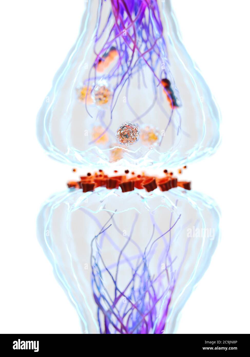 Synapse, computer illustration Stock Photo - Alamy